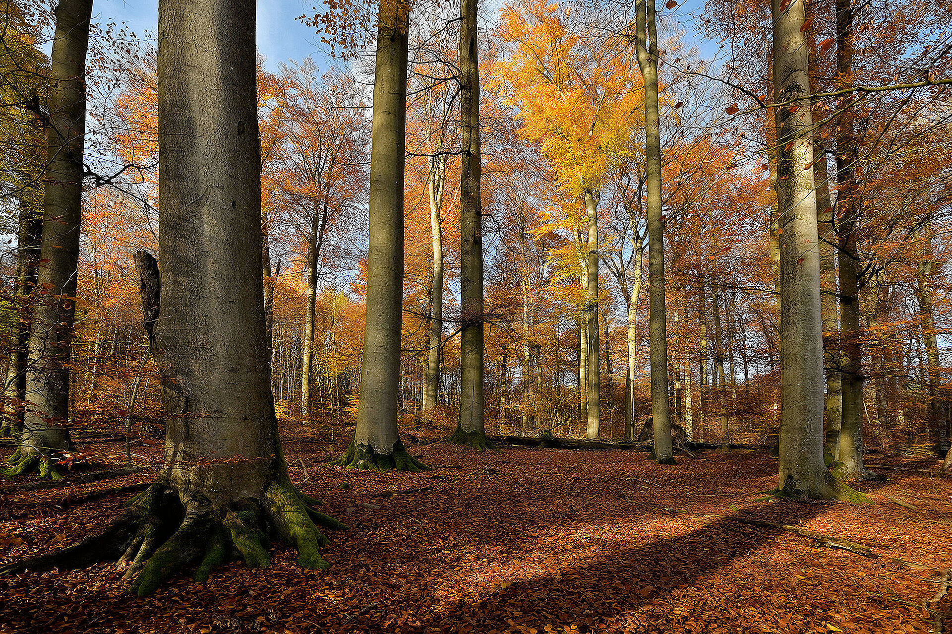 Nationalpark Steigerwald - Fotos und Landkarten